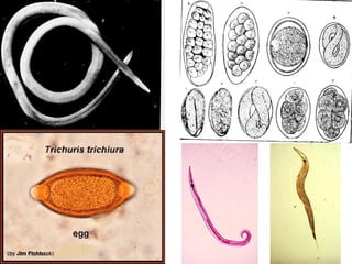 helmint-genel-özellikler (fazlası için www.tipfakultesi.org ) | PPT