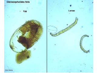 helmint-genel-özellikler (fazlası için www.tipfakultesi.org ) | PPT