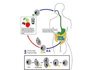 helmint-genel-özellikler (fazlası için www.tipfakultesi.org ) | PPT