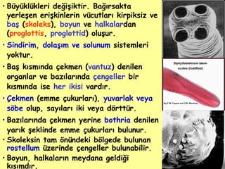 helmint-genel-özellikler (fazlası için www.tipfakultesi.org ) | PPT