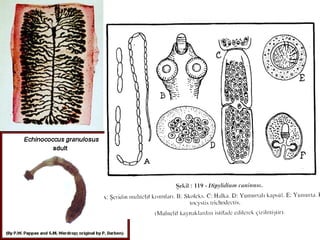 helmint-genel-özellikler (fazlası için www.tipfakultesi.org ) | PPT