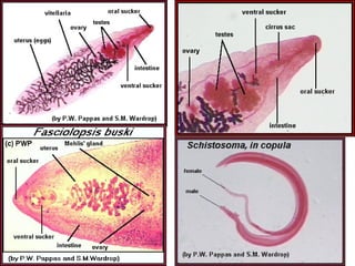 helmint-genel-özellikler (fazlası için www.tipfakultesi.org ) | PPT