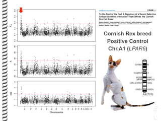 Cat signatures of selection | PPT