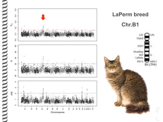 Cat signatures of selection | PPT
