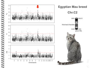Cat signatures of selection | PPT