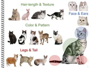Cat signatures of selection | PPT