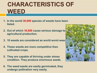 Weed Management Rabi Crops by Haseena Shabnam | PPTX