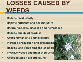 Weed Management Rabi Crops by Haseena Shabnam | PPTX