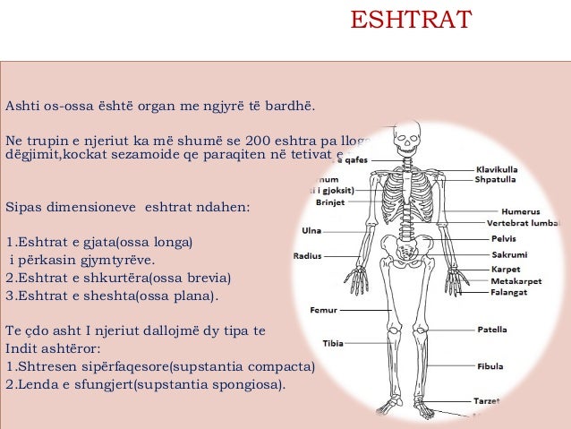 Hashim Beqiraj Anatomia Funksionale e Njeriut