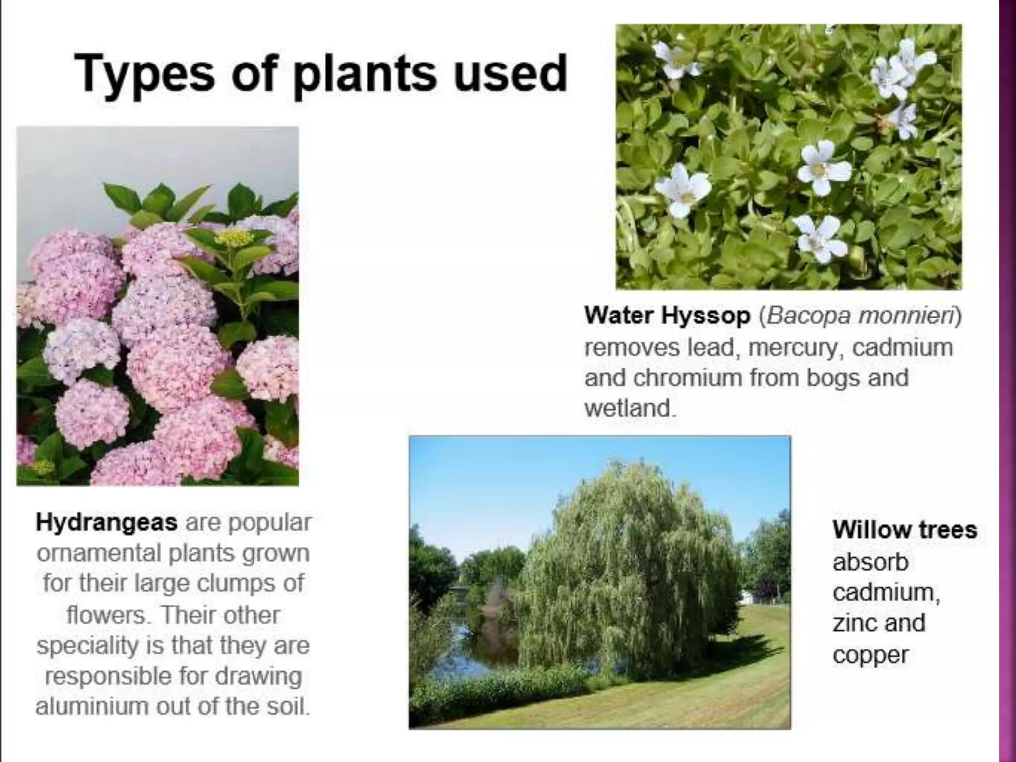 Botany with slideshare | PPTX