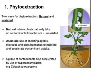 Botany with slideshare | PPTX