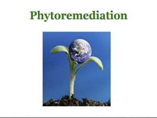 Botany with slideshare | PPTX