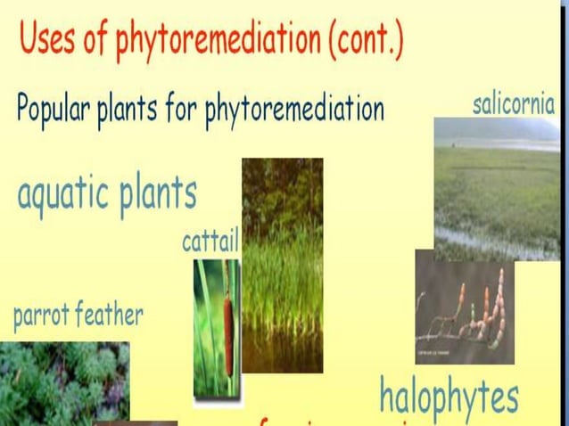 Botany with slideshare | PPTX