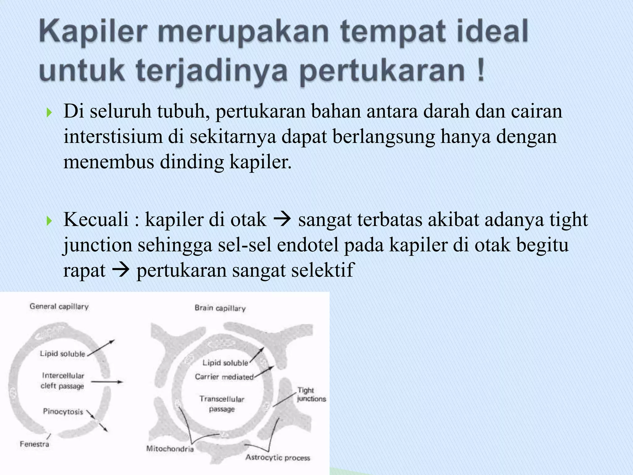 Pembuluh Darah Kapiler | PPTX