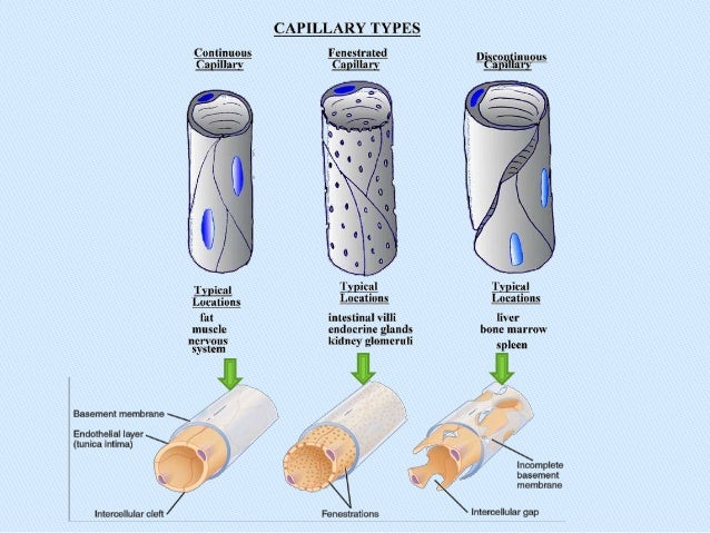 Pembuluh Darah Kapiler