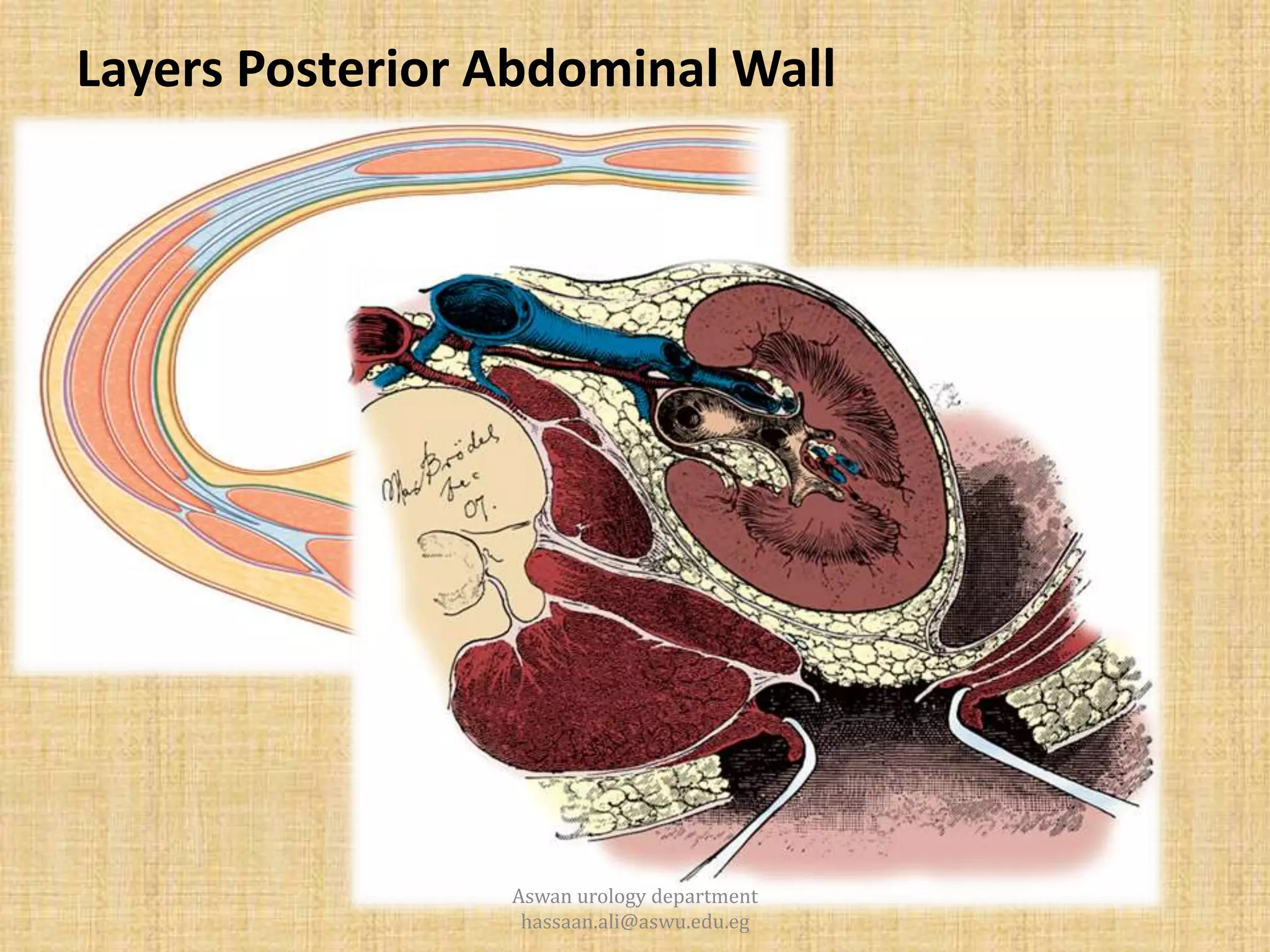 ABDOMINAL WALL ANATOMY | PPTX