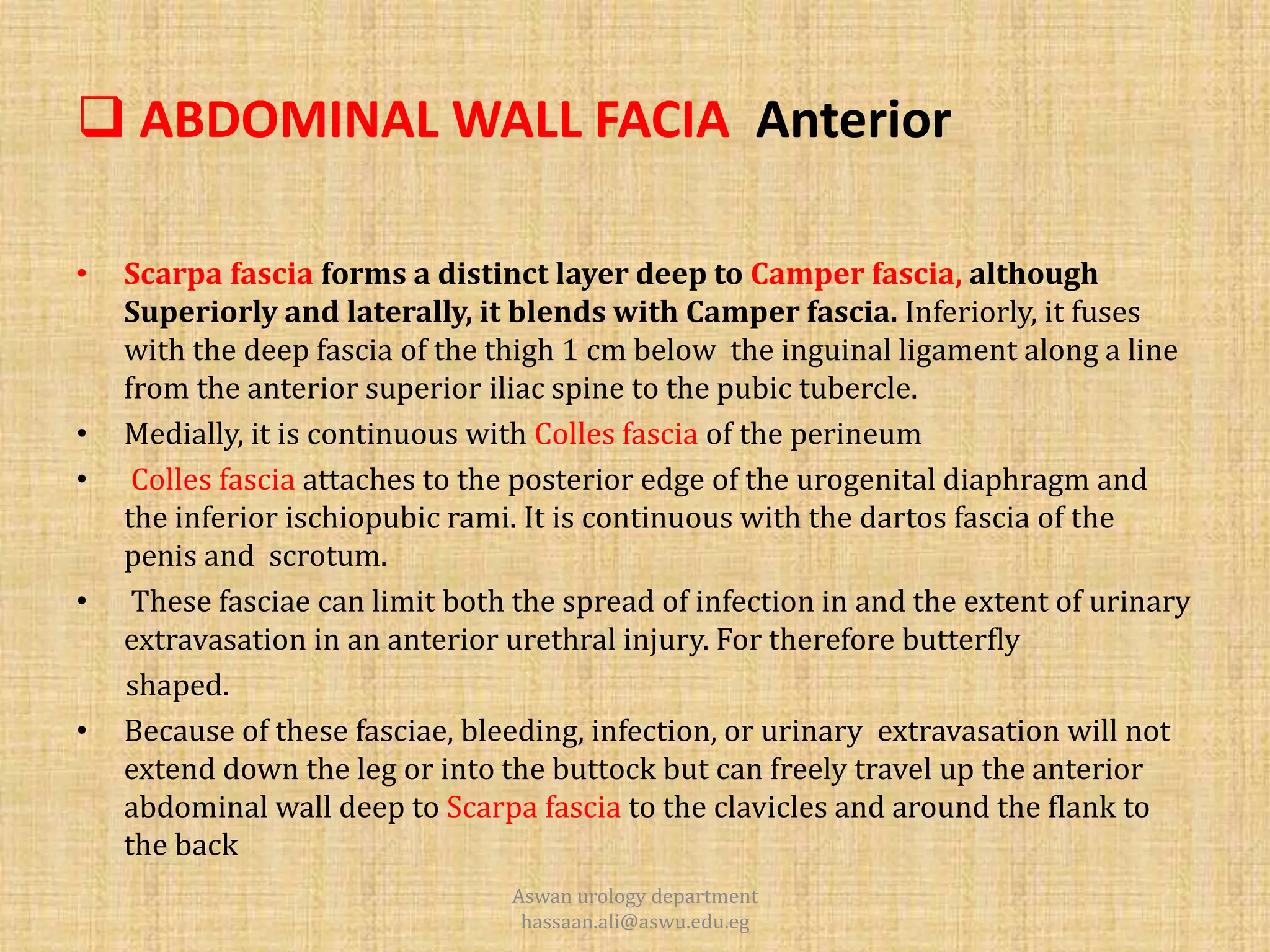 ABDOMINAL WALL ANATOMY | PPTX