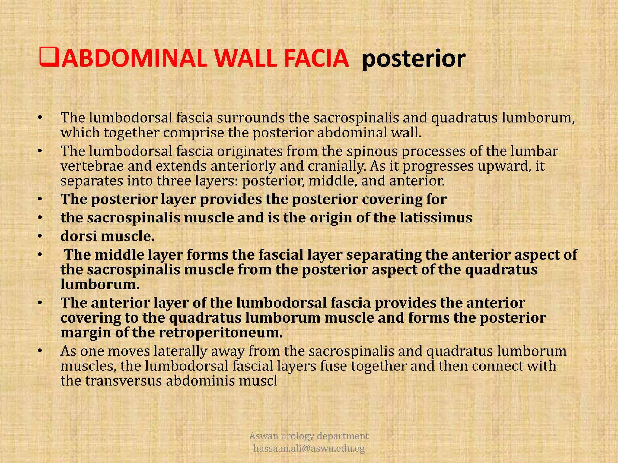 ABDOMINAL WALL ANATOMY | PPTX