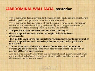 ABDOMINAL WALL ANATOMY | PPTX