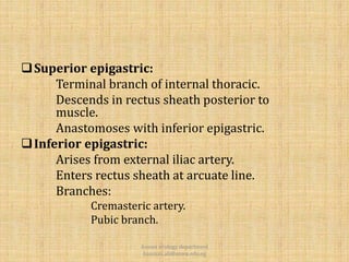 ABDOMINAL WALL ANATOMY | PPTX
