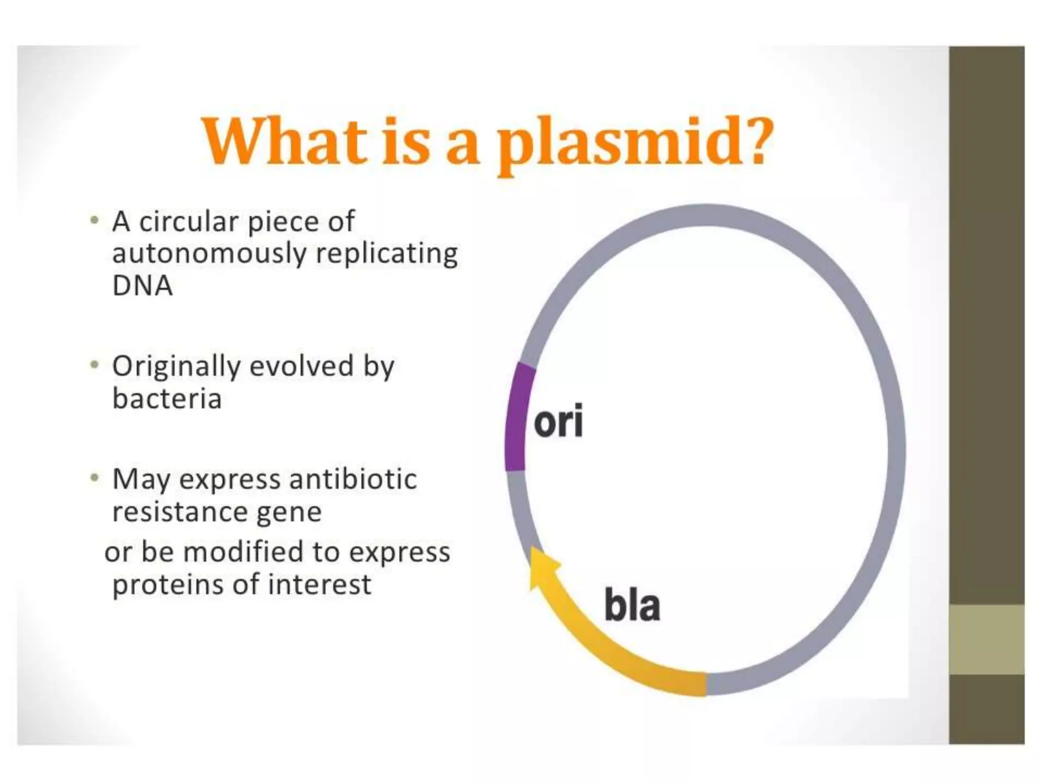 STRUCTURE AND ORGANISATION OF PLASMIDE AND EPISOMES | PPTX