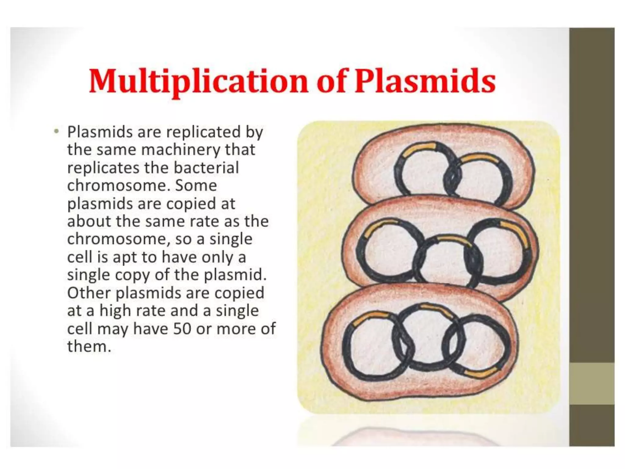 STRUCTURE AND ORGANISATION OF PLASMIDE AND EPISOMES | PPTX