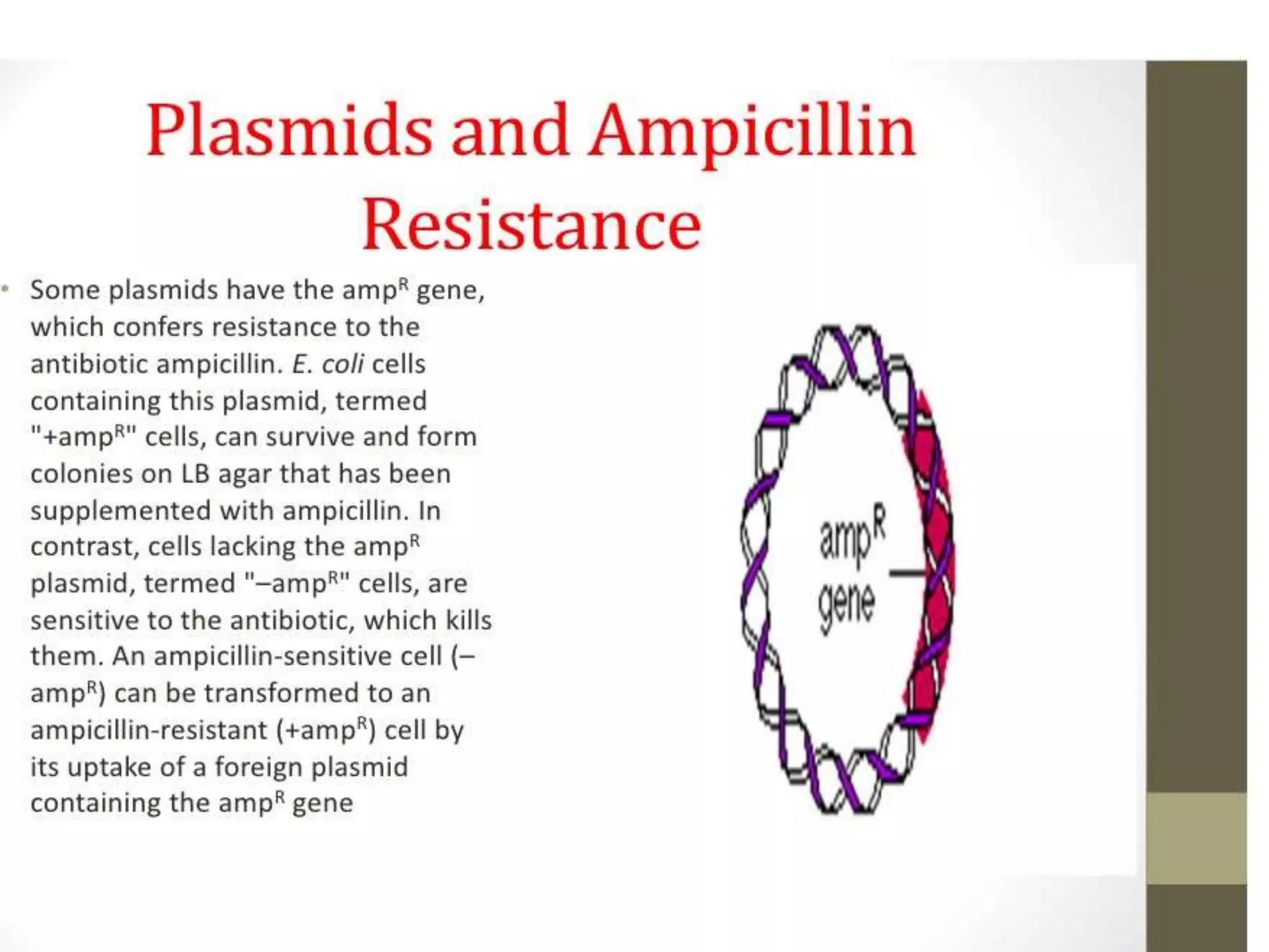 STRUCTURE AND ORGANISATION OF PLASMIDE AND EPISOMES | PPTX