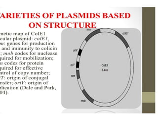 STRUCTURE AND ORGANISATION OF PLASMIDE AND EPISOMES | PPTX