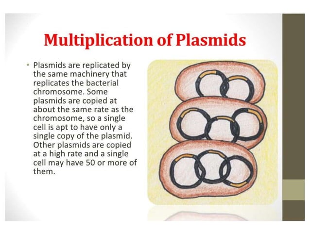 STRUCTURE AND ORGANISATION OF PLASMIDE AND EPISOMES | PPTX