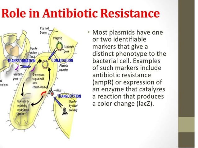 STRUCTURE AND ORGANISATION OF PLASMIDE AND EPISOMES | PPTX
