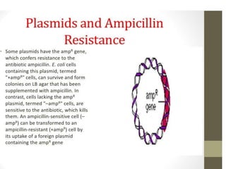 STRUCTURE AND ORGANISATION OF PLASMIDE AND EPISOMES | PPTX