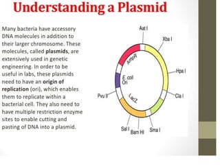 STRUCTURE AND ORGANISATION OF PLASMIDE AND EPISOMES