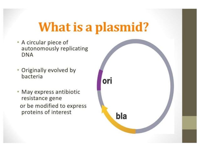STRUCTURE AND ORGANISATION OF PLASMIDE AND EPISOMES