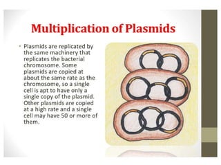 STRUCTURE AND ORGANISATION OF PLASMIDE AND EPISOMES | PPT