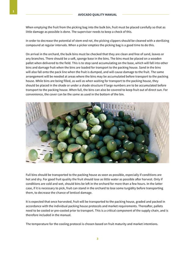 Avocado Quality Manual - Manual de calidad de aguacate hass - HAB | PDF ...