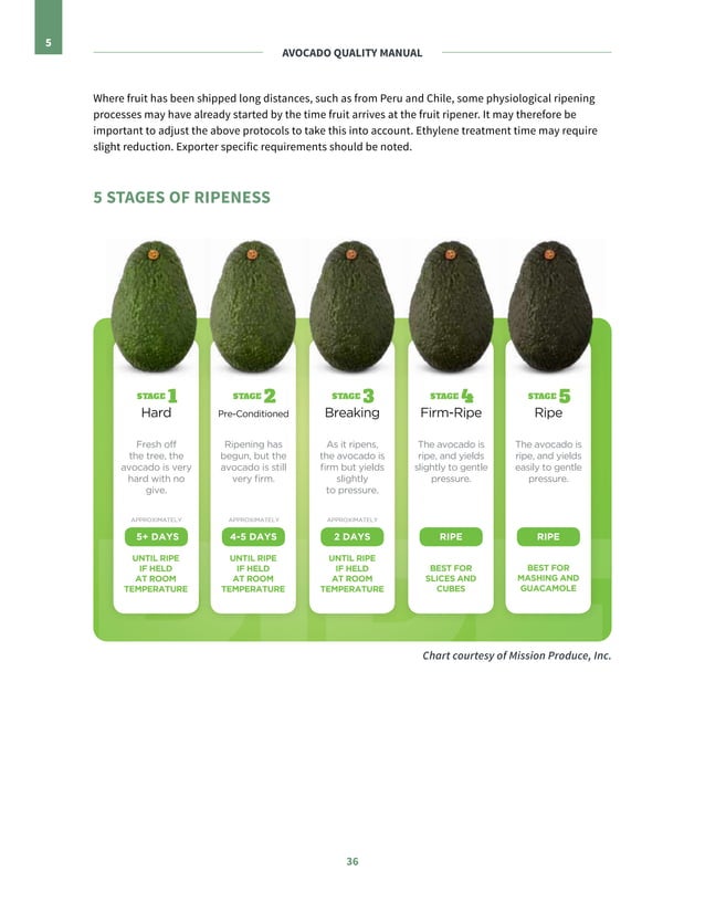 Avocado Quality Manual - Manual de calidad de aguacate hass - HAB | PDF ...