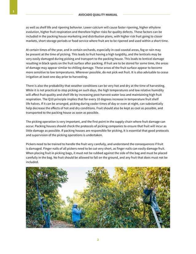 Avocado Quality Manual - Manual de calidad de aguacate hass - HAB | PDF ...