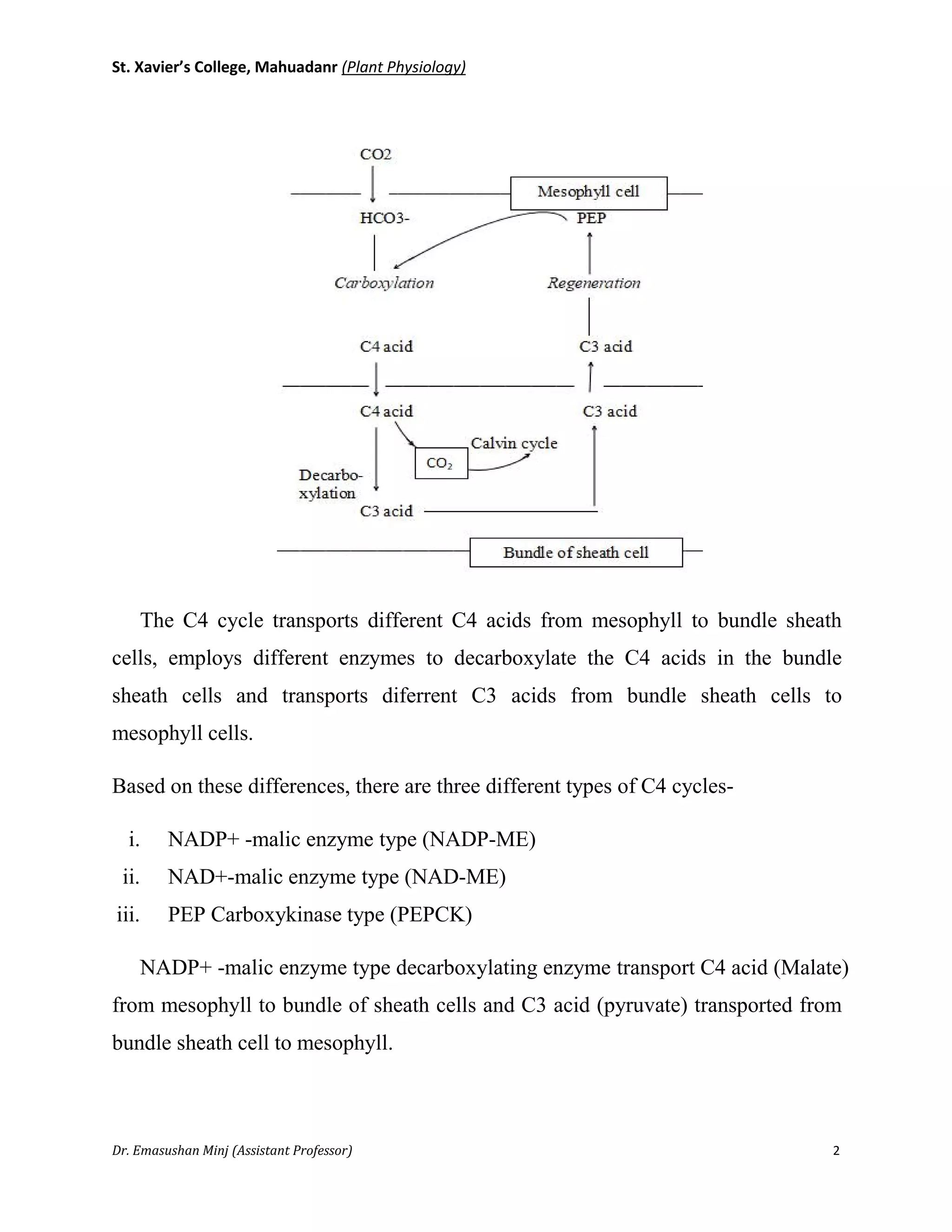 Hatch-Slack Pathway (C4 Cycle) | PDF