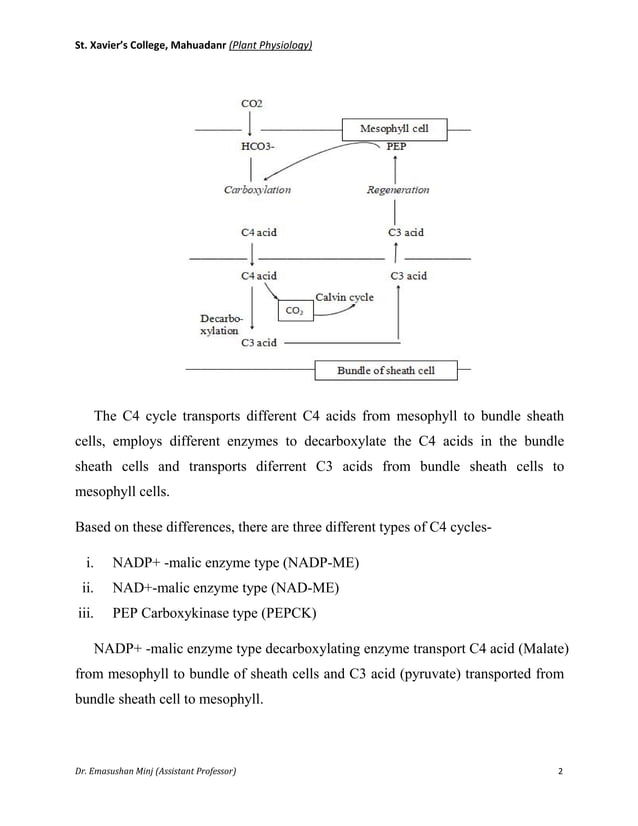 Hatch-Slack Pathway (C4 Cycle) | PDF | Chemistry | Science