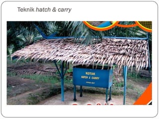 Hatch & carry | PPTX