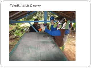 Hatch & carry | PPTX