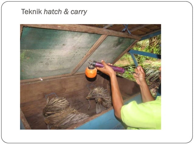 Hatch & carry | PPTX