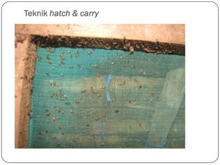 Hatch & carry | PPTX