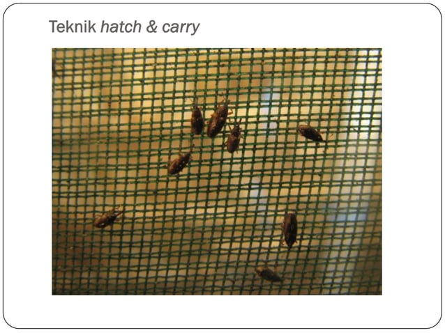 Hatch & carry | PPTX