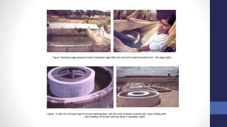 Hatcheries advances in design and construction | PPTX