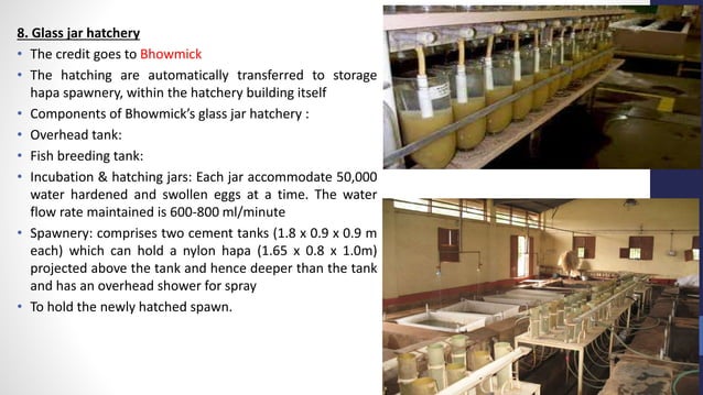 Hatcheries advances in design and construction | PPTX | Agriculture ...