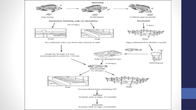 Hatcheries advances in design and construction