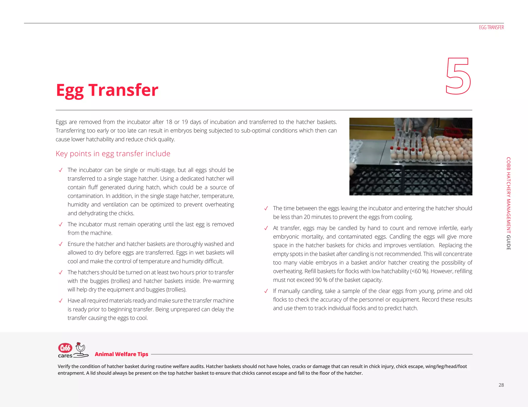 Hatchery guide cobb poultry | PDF | Infertility | Reproductive Health