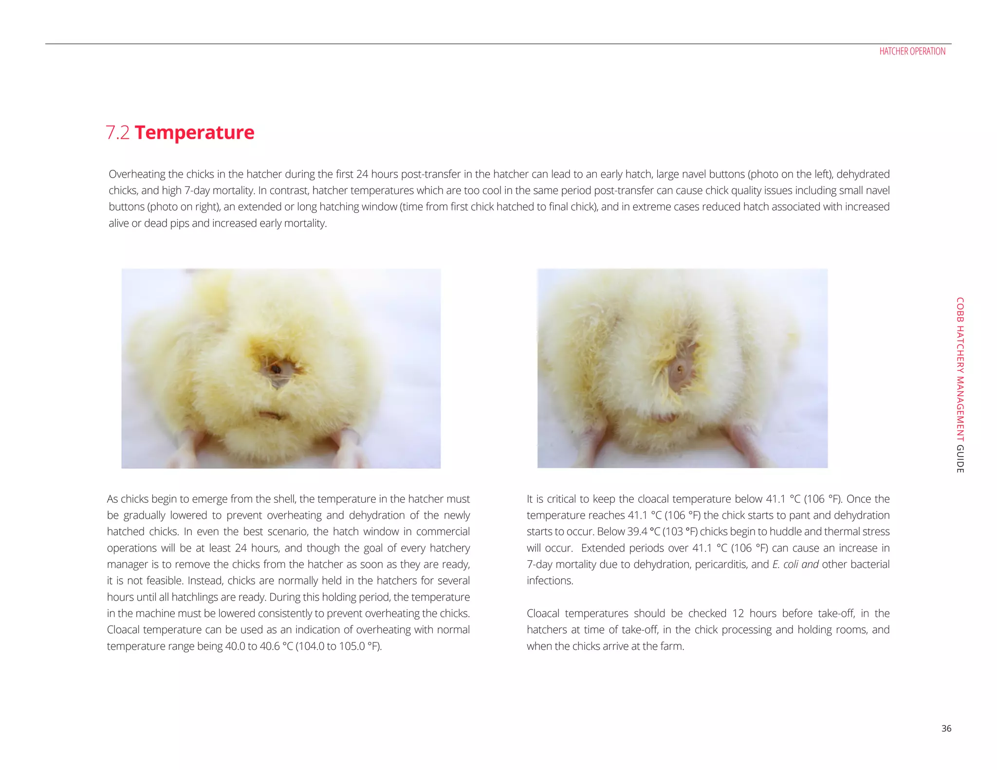 Hatchery guide cobb poultry | PDF | Infertility | Reproductive Health