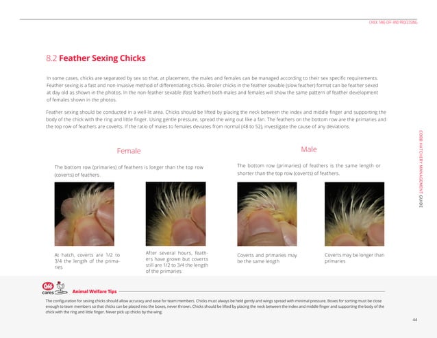 Hatchery guide cobb poultry | PDF | Infertility | Reproductive Health